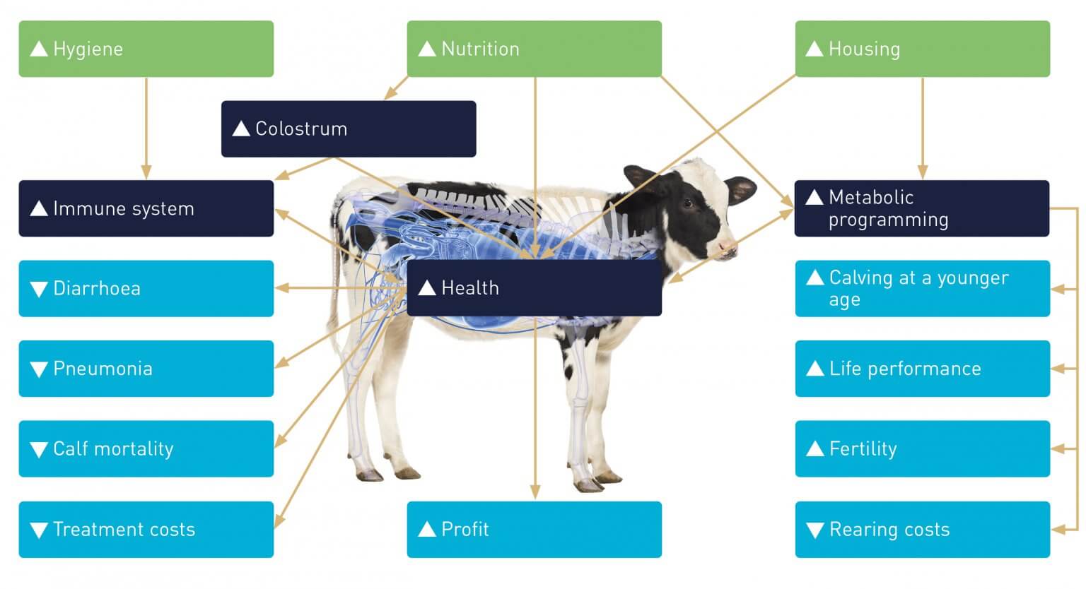 Cow programme calfStart - Topro Animal Health